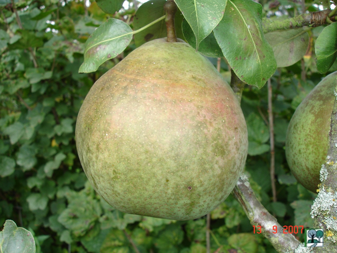 Pepinière Lemaire Ciney Ychippe - Poiriers Pépinière Lemaire - Poire ...