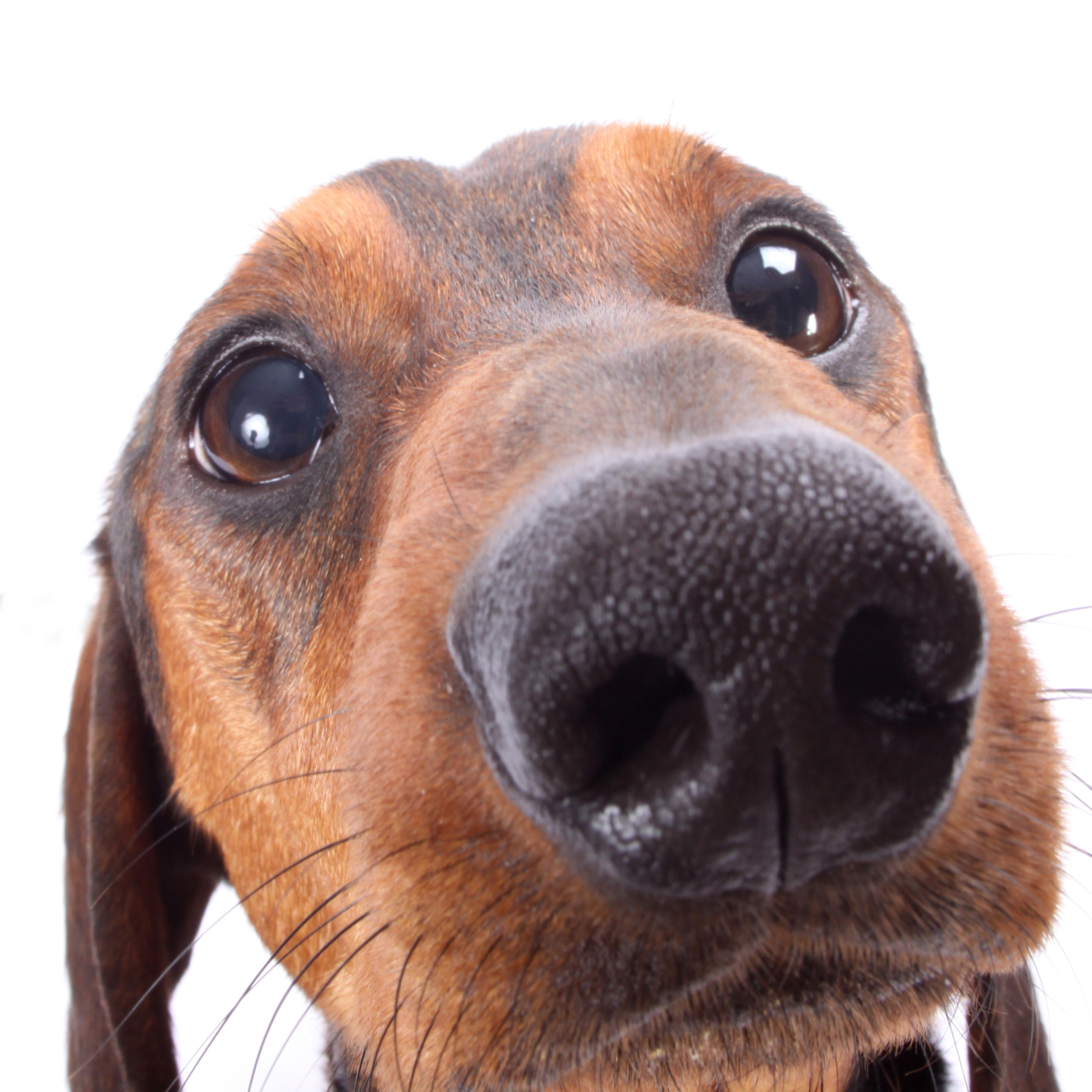 close-up doxie schnoz #cute #dachshund | Dachshund love, Animal noses ...